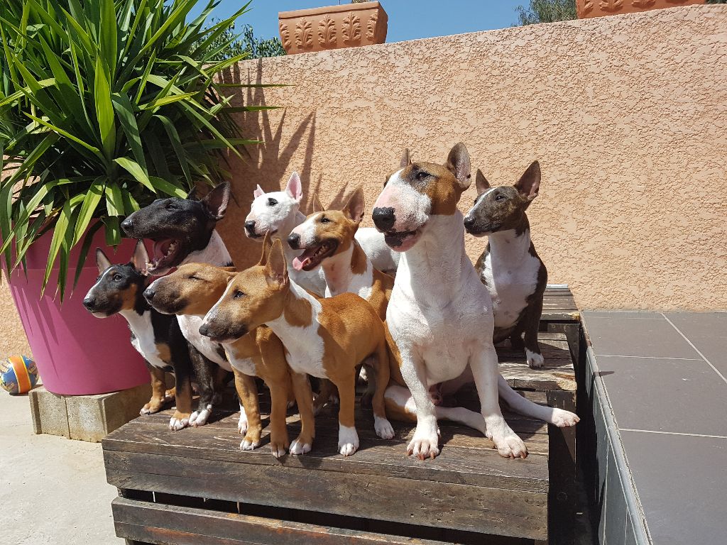 Accueil - Elevage paradisdesminibulls - eleveur de chiens Bull Terrier ...